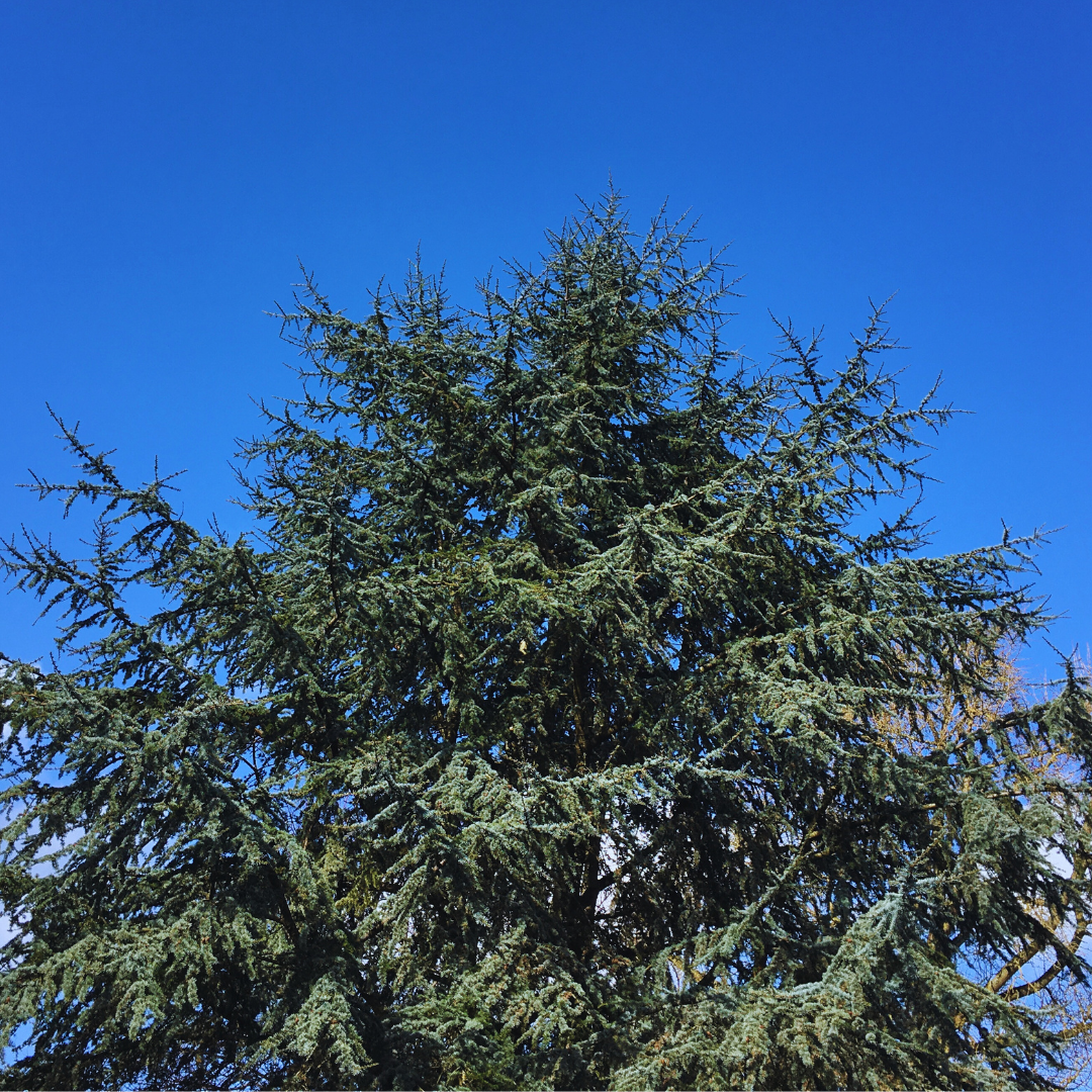 Blue Atlas Cedar | CARSON'S NURSERIES