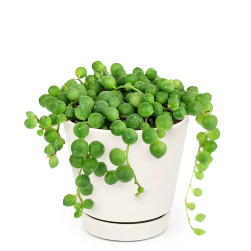 String of Pearls | My Florist
