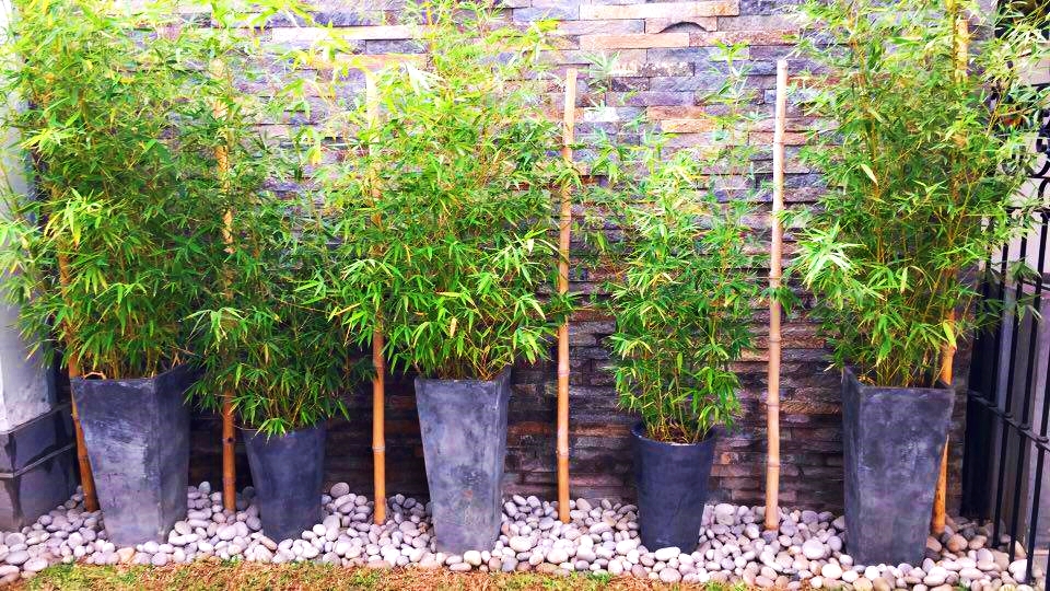 Bambu ornamental | Preserbambu EIRL | Perú