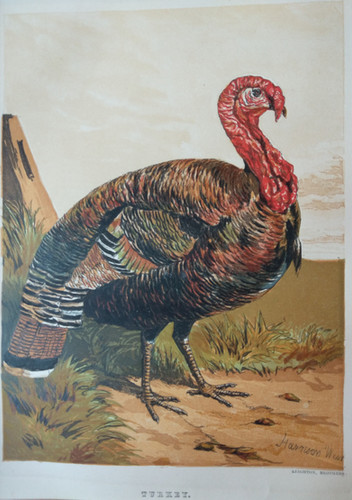 Turkey Chromolithograph Leighton Brothers 1870 Britain | Newton Andrews ...