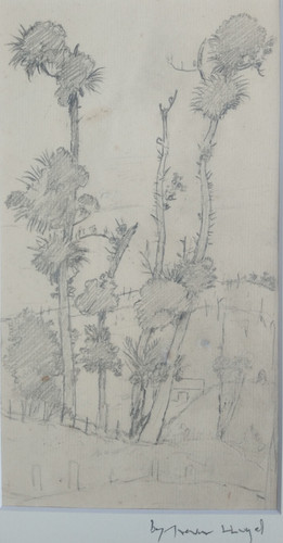 Original Trevor Lloyd drawing C.1920 - Pencil Sketch Kauri Trees ...