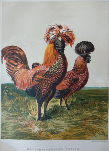 Golden Spangled Polish (Chicken) Chromolithograph Leighton Brothers ...