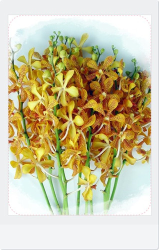 Pannee | Thai Orchids