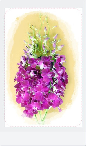 red bull | Thai Orchids