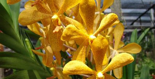 Mokara Omyai | Thai Orchids