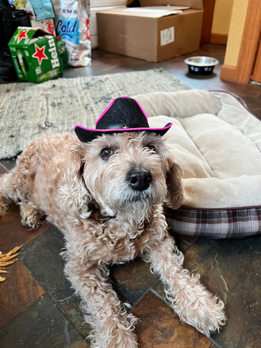 Light-Up Pet Cowboy Hat | Howdy Company