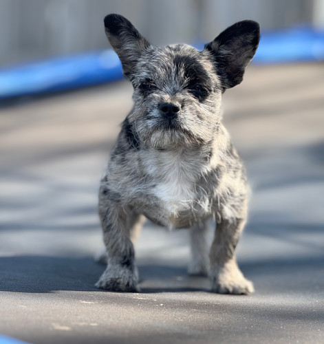 Fluffy Frenchie | TN Puppy Plug