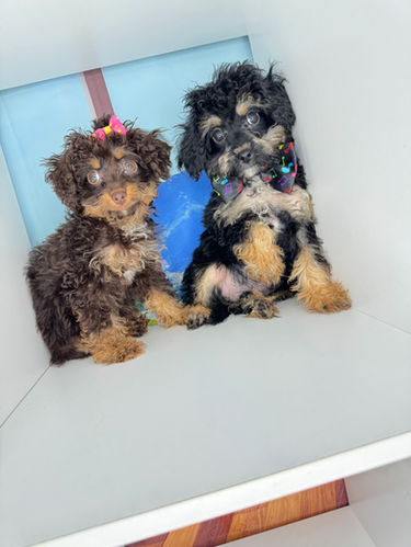 Toy Cavapoos | TN Puppy Plug