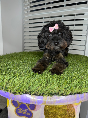 Toy CavaPoo | TN Puppy Plug