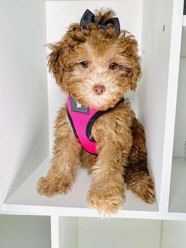 Armani | TN Puppy Plug