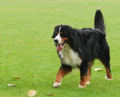 BernerBabies.com| Great Puppies Looking for Great Familes