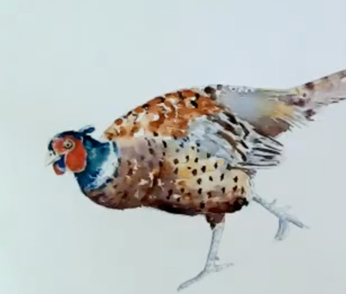 Pheasant Watercolour Tutorial | Little Red Boots