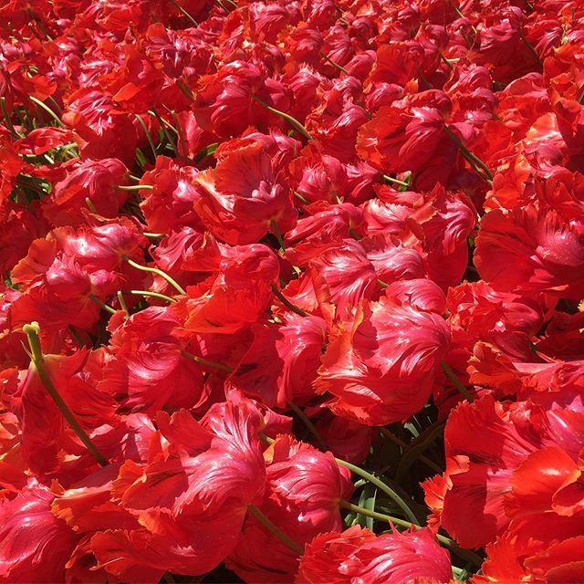 Emma Jane Floral Design is ONE!