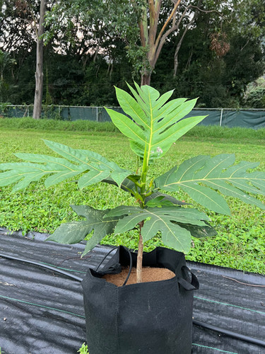 Ma'afala 'Ulu Tree | MA Farm