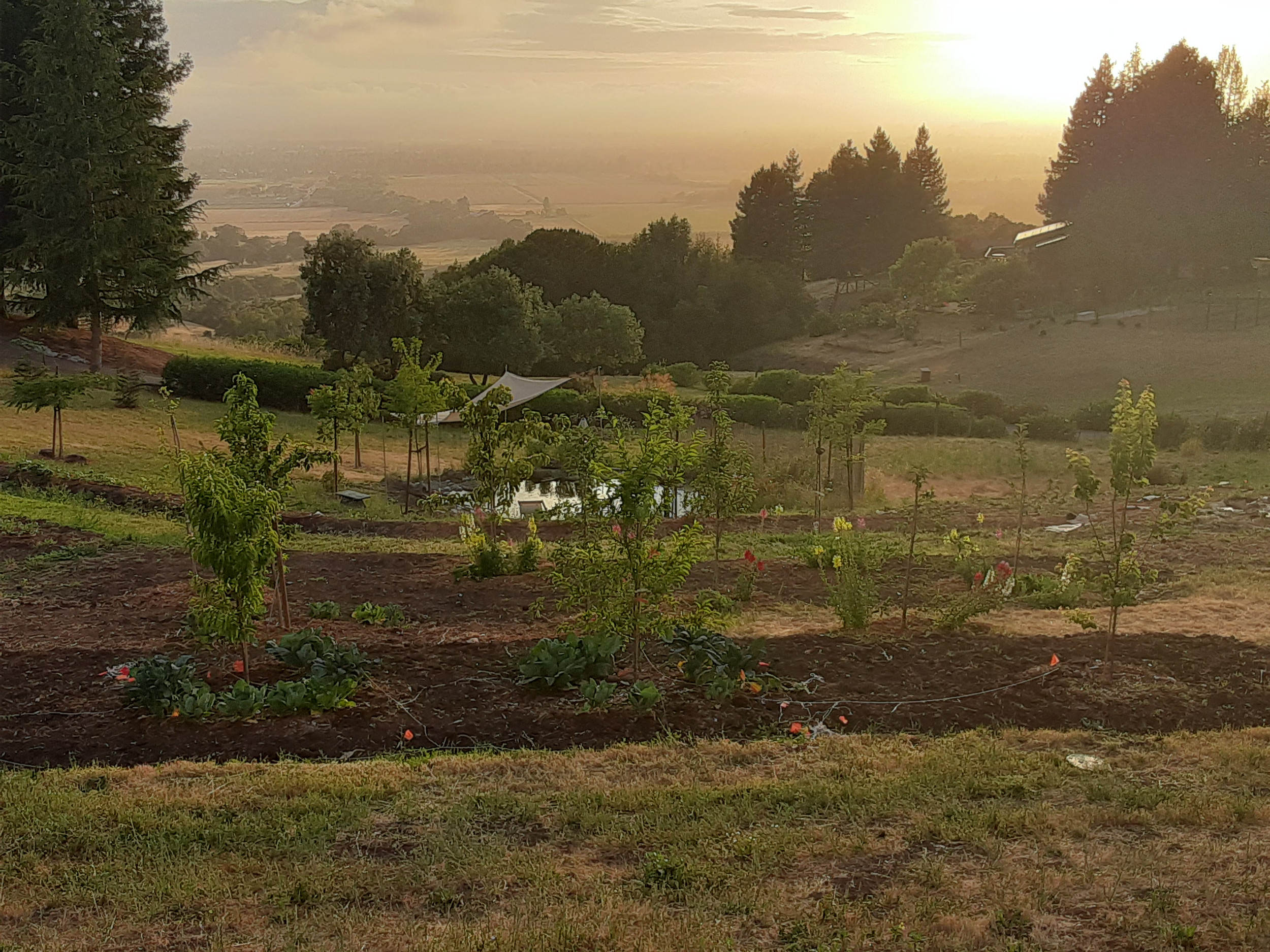 About us | Sonoma Flow Farm