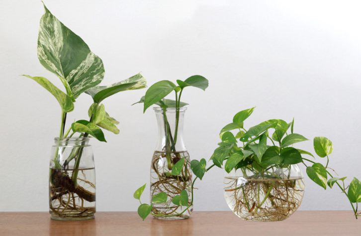 13 Best Houseplants That Grow In Water