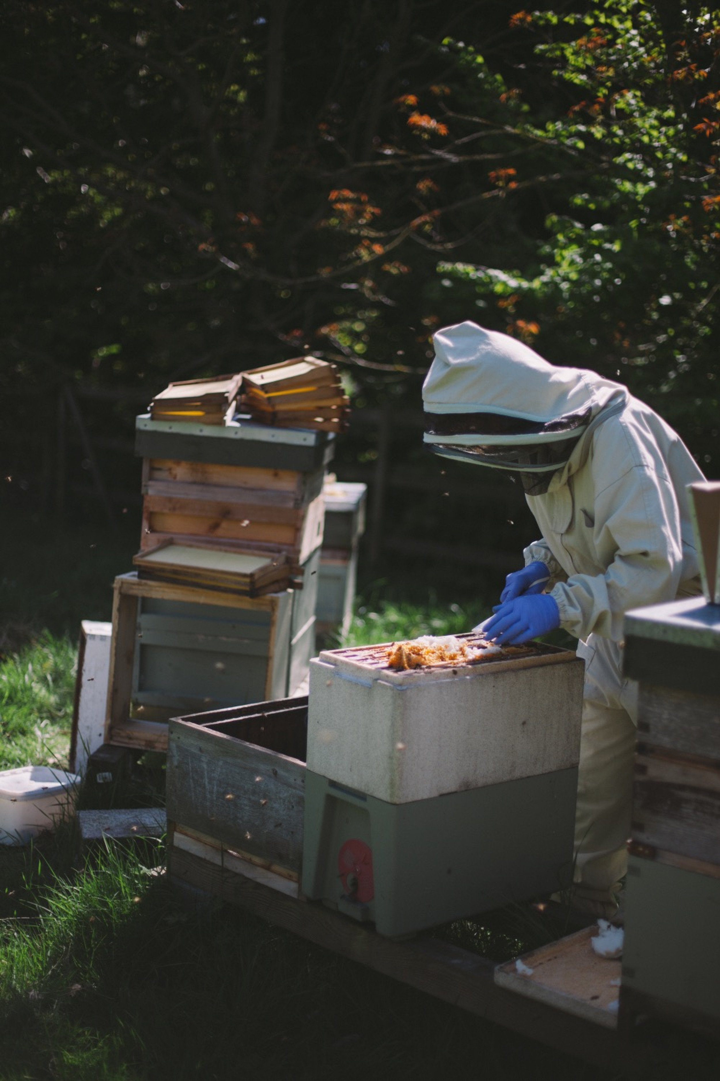 About | Wesley Cottage Bees | Somerset Honey