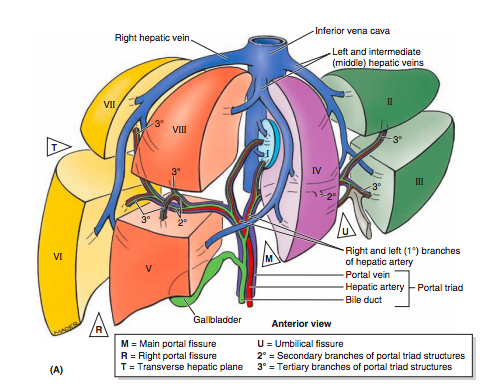 Ressecção Hepática