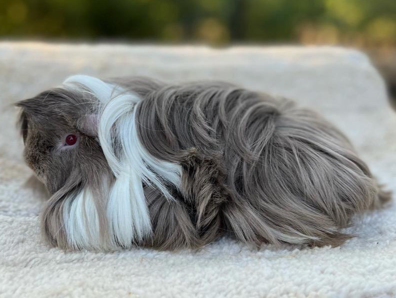 Cavies | Periwinkle Farms Gilmer