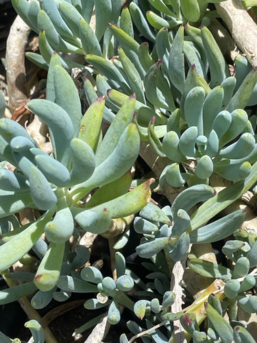 Curio Repens - Blue Chalksticks | Namib Garden cc