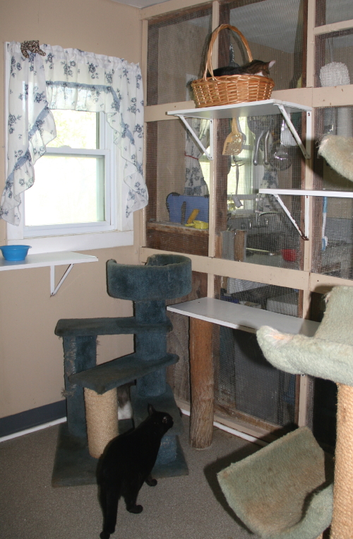 Snowball's Place cat retirement home | Kent Animal Shelter