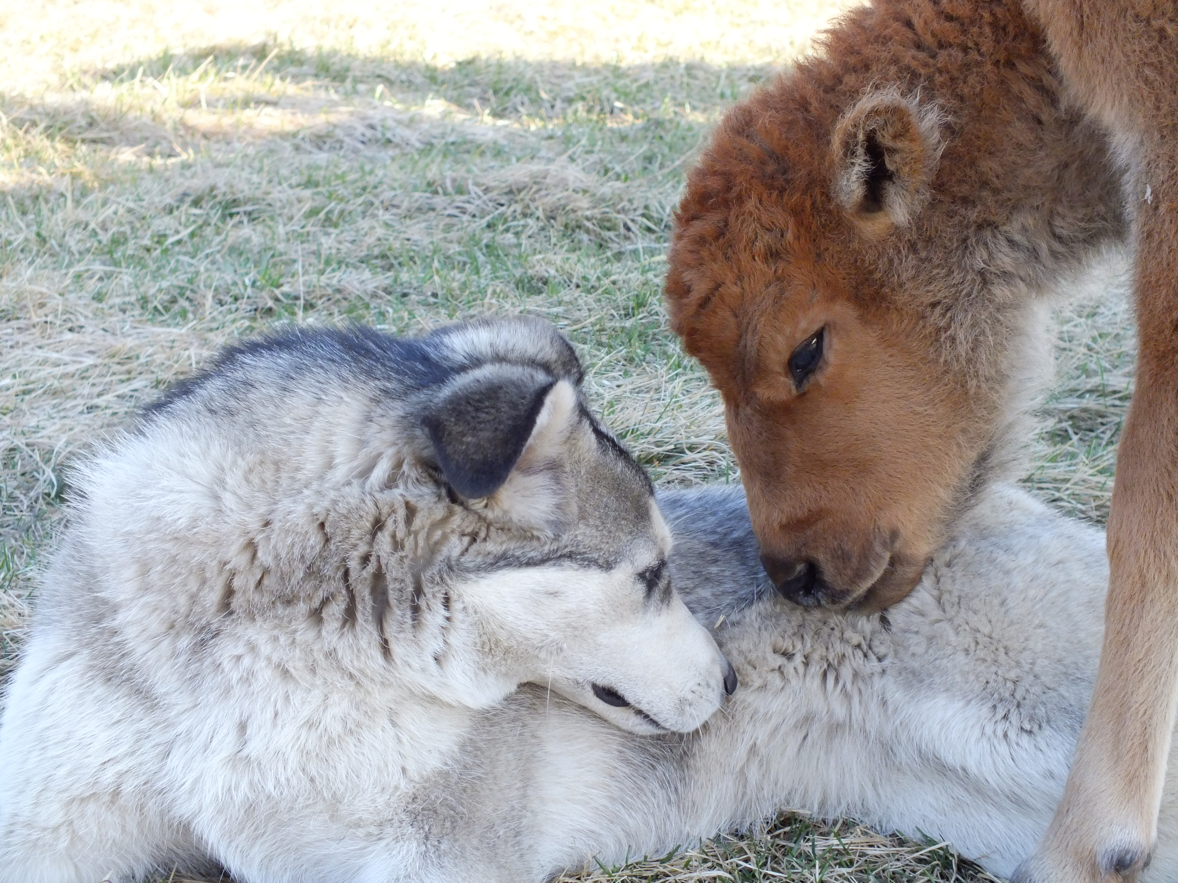 About | irishcreekbison