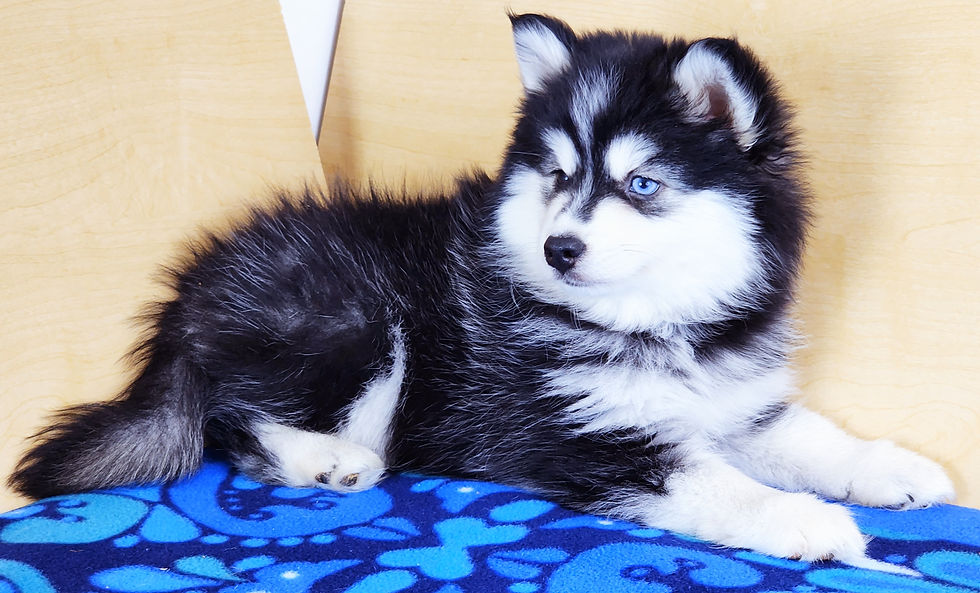 puppies | My Little Husky