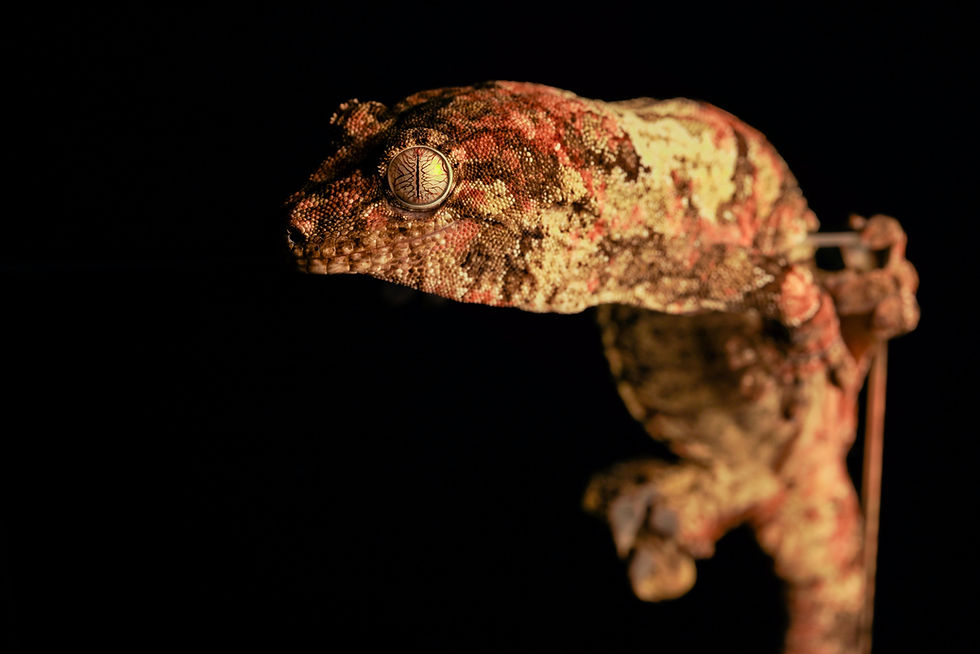 Mniarogekko Chahoua / Chahoua Gecko - Care Sheet