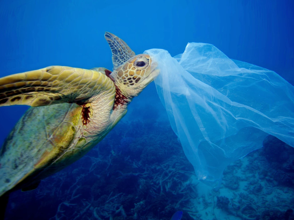 Opinion: Keep choking sea turtles with plastic because they too have ...