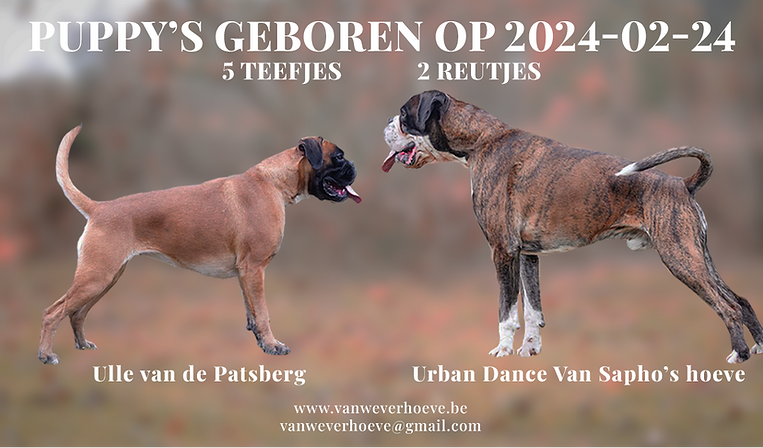 Nestjes | Belgian Boxer Federation