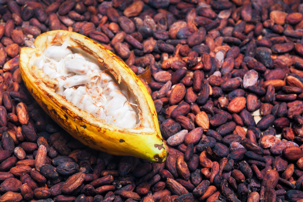 How to Ship and Import Cocoa Beans to the USA
