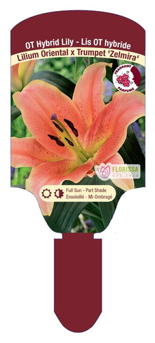 LILIUM OT ZELMIRA OT Hybrid Lily | Artknappspg