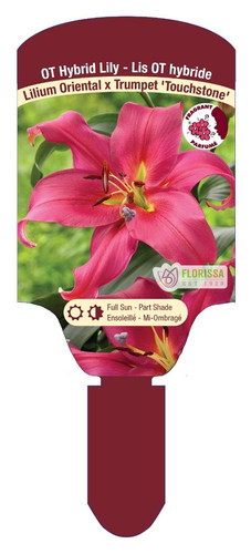 LILIUM OT TOUCHSTONE OT Hybrid Lily | Artknappspg