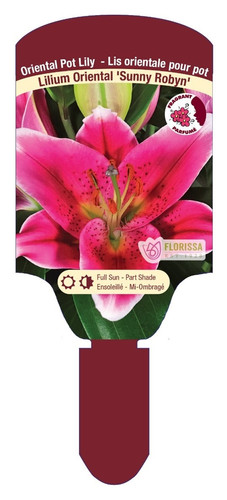 LILIUM ORIENTAL SUNNY ROBYN Oriental Pot Lily | Artknappspg