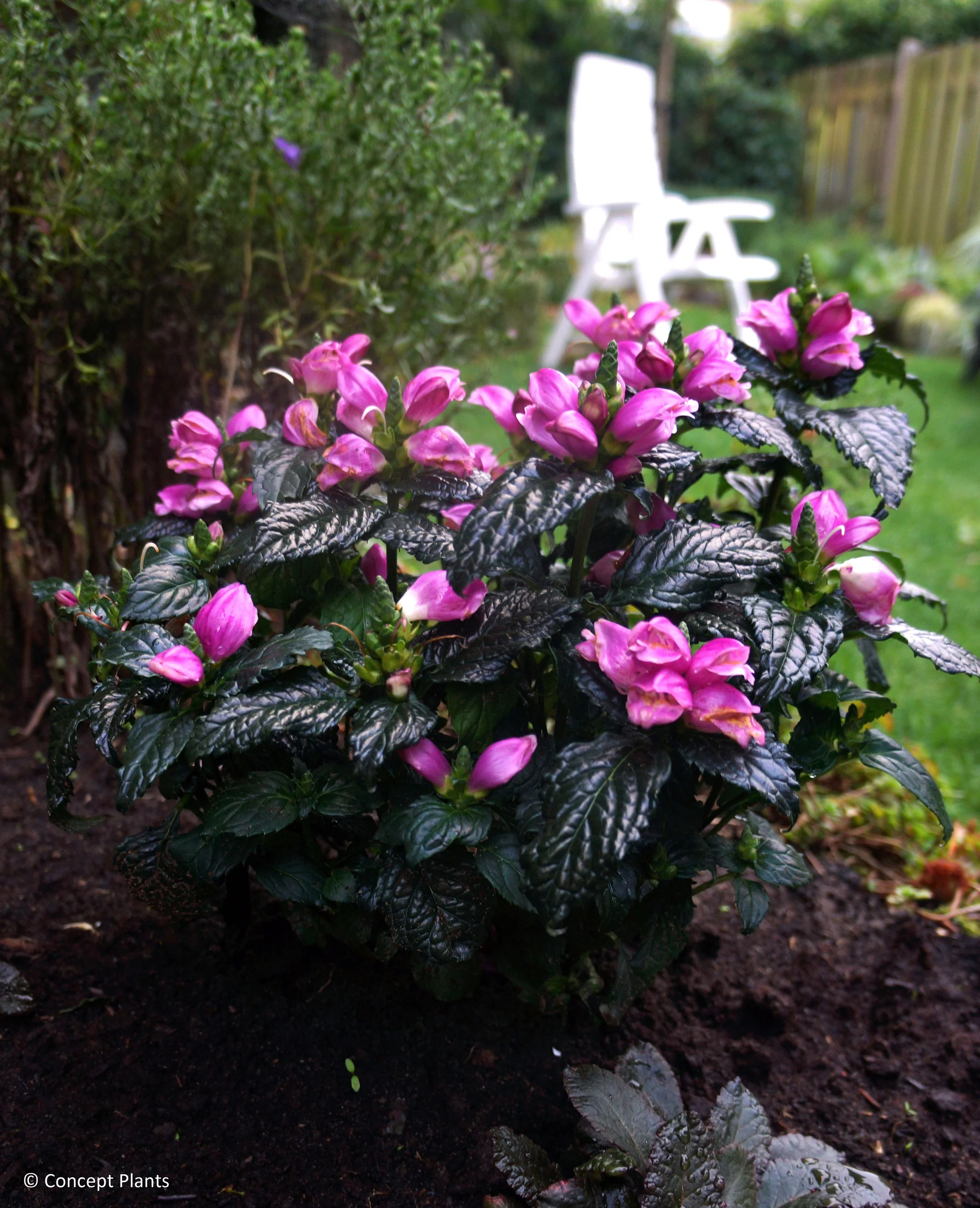 CHELONE TINY TORTUGA - Pink Turtlehead | Artknappspg