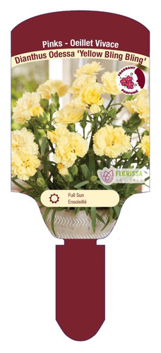 DIANTHUS ODESSA YELLOW BLING BLING 2.5” Pinks | Artknappspg