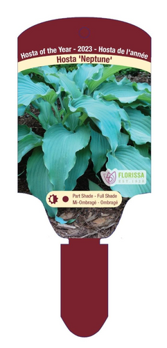 HOSTA NEPTUNE 2.5” Plantain Lily | Artknappspg