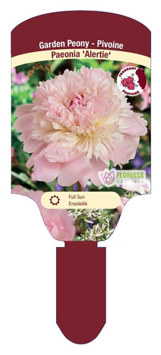 PAEONIA ALERTIE | Artknappspg