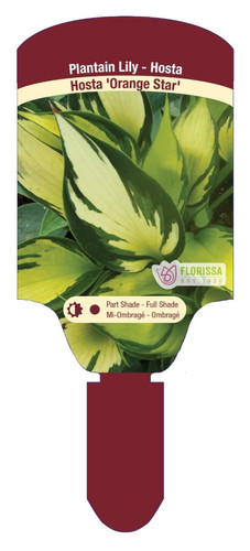 HOSTA ORANGE STAR Plantain Lily | Artknappspg