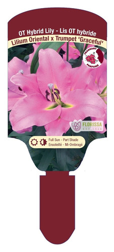 LILIUM OT GRACEFUL OT Hybrid Lily | Artknappspg