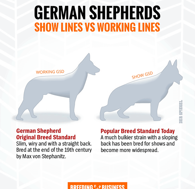 Why are some dog breeds changing their physical appearance overtime ...