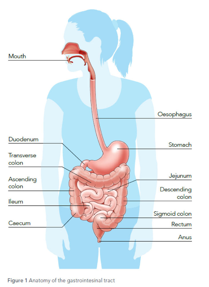 Everything you need to know about Crohn's Disease