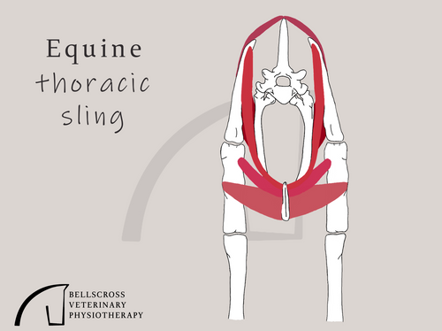 Thoracic sling webinar | Bellscross VetPhysio