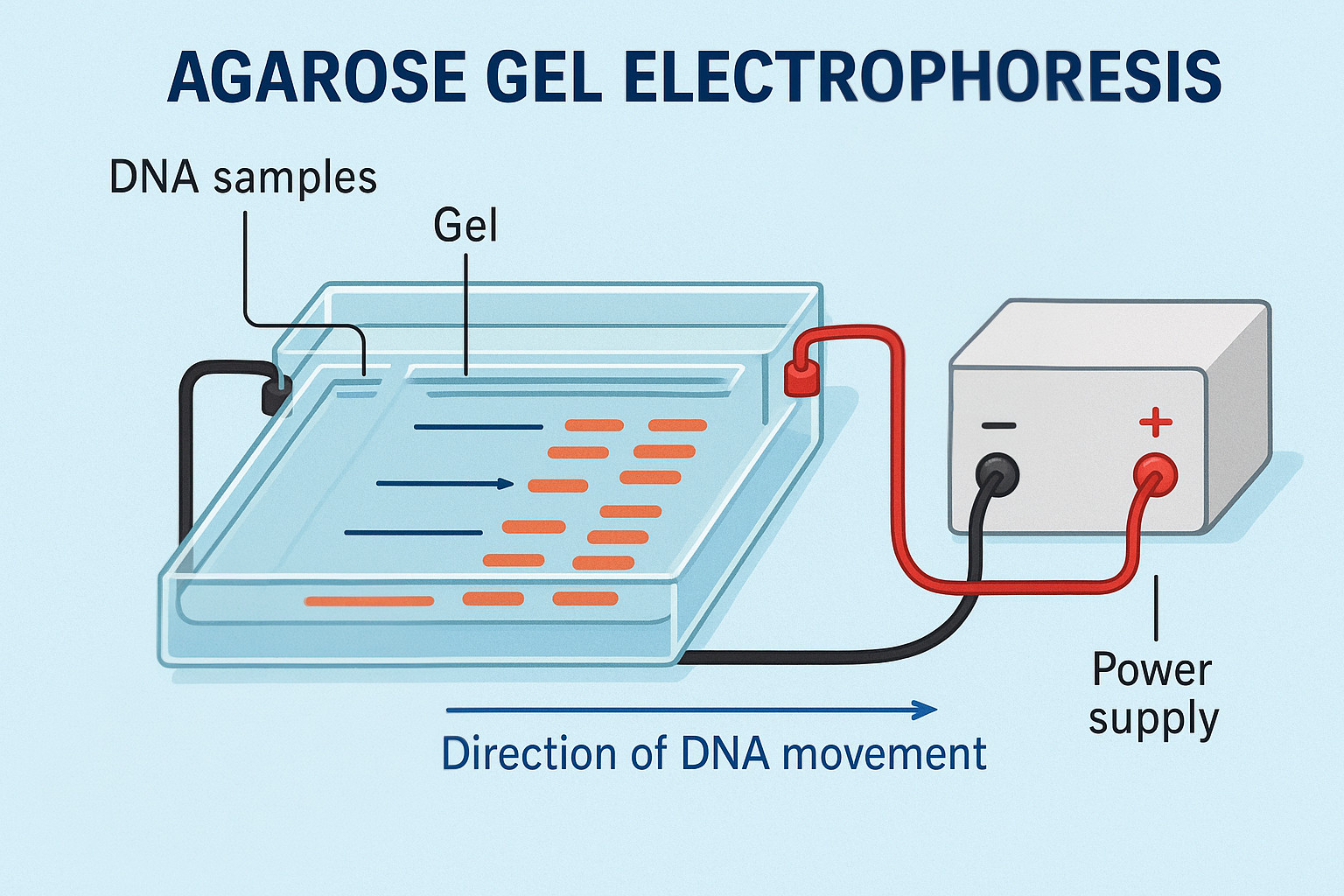 Mastering the Matrix: How to do to Agarose Gel Electrophoresis for DNA and RNA Analysis