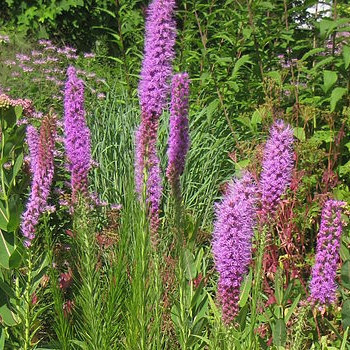Prairie Blazing Star - Herb Seeds | The Thyme Garden