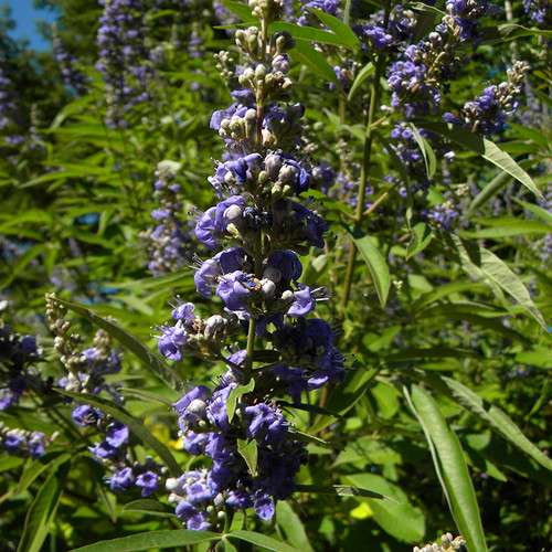 Vitex - Herb Seeds | The Thyme Garden