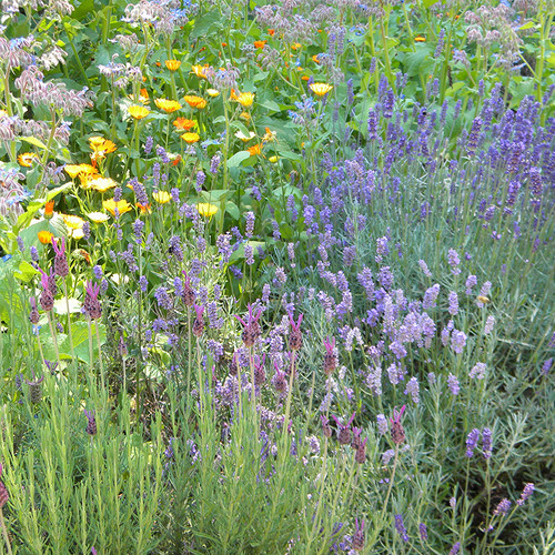 Lavender, Mixed - Herb Seeds | The Thyme Garden