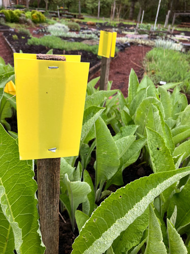 Yellow sticky cards | The Thyme Garden