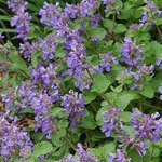 Calamint, Blue - Herb Seeds | The Thyme Garden
