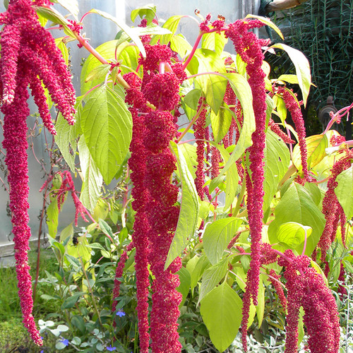 Amaranth, Love-Lies-Bleeding - Herb Seeds | The Thyme Garden